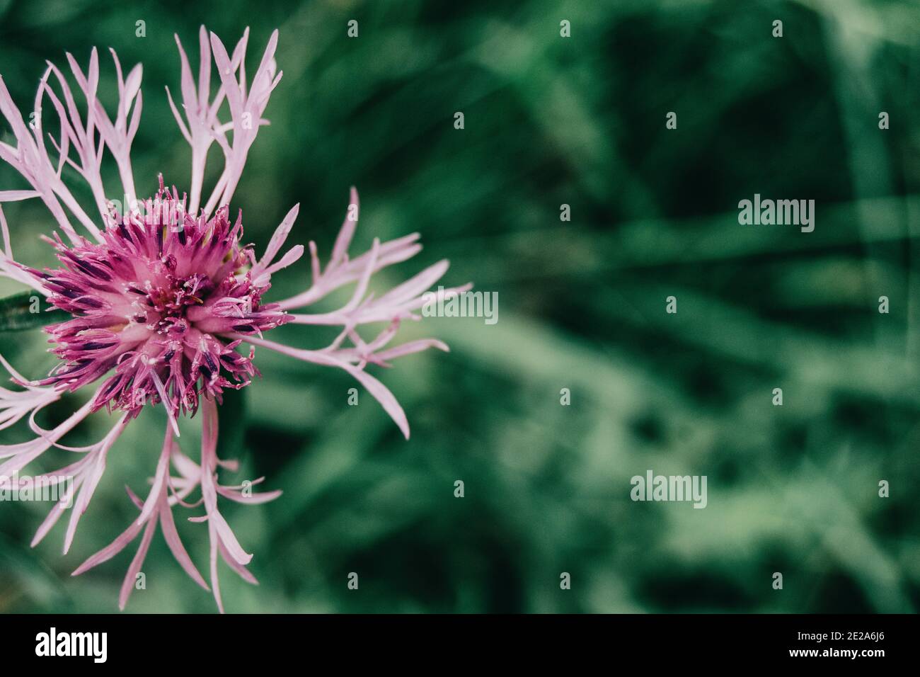 pretty pink flower of centaurea seen up close in a field Stock Photo ...