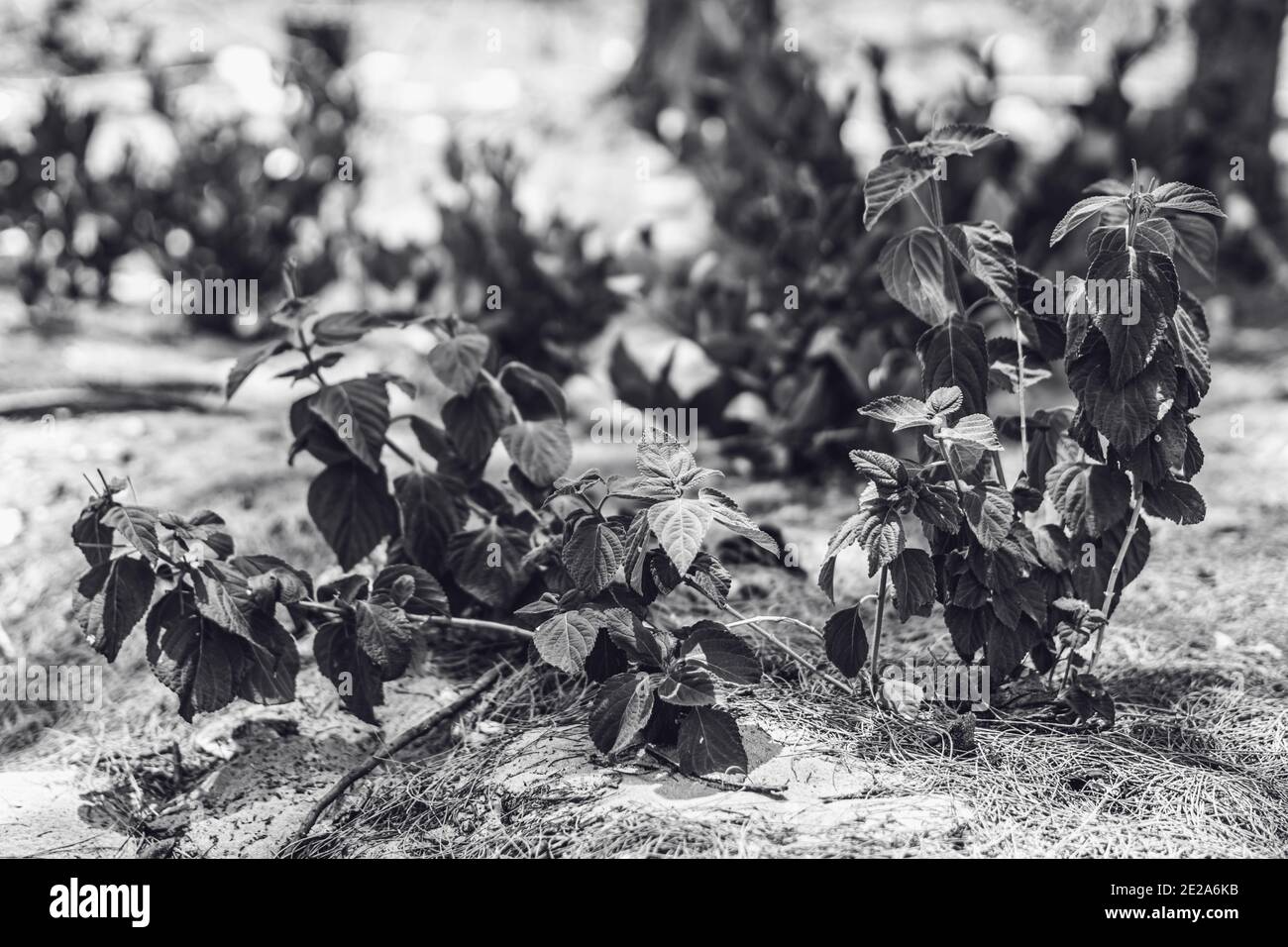 Black White No Colour toned plants with small leaves growing on sand ...