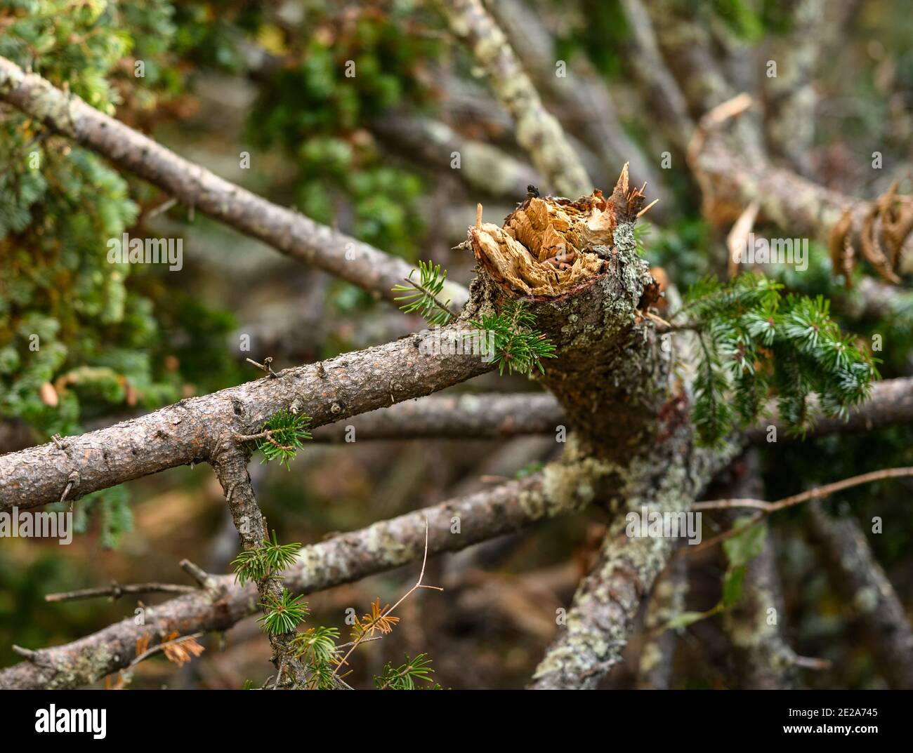 Broken trees and broken branches after a storm wind in the autumn ...