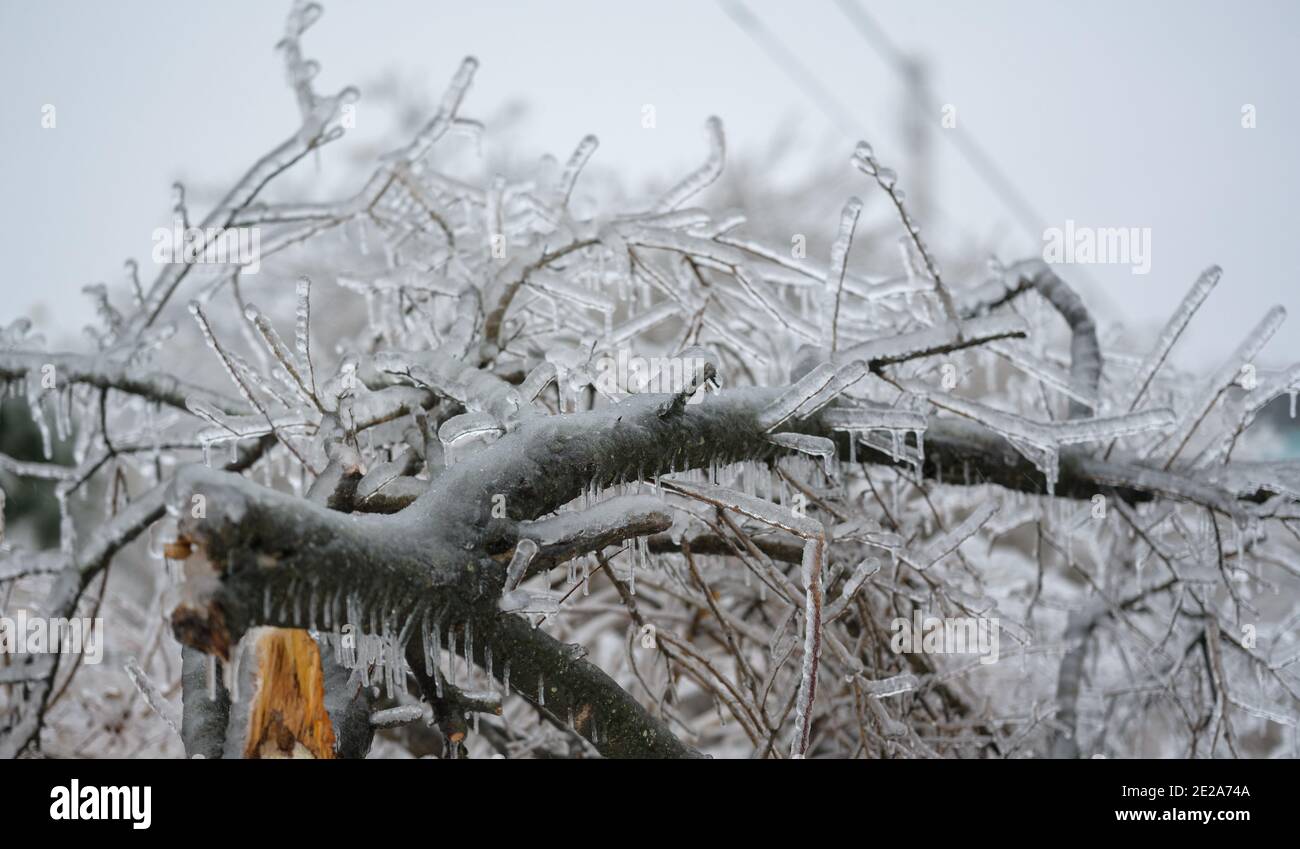 Broken tree trunk and branches after a freezing rain Stock Photo - Alamy