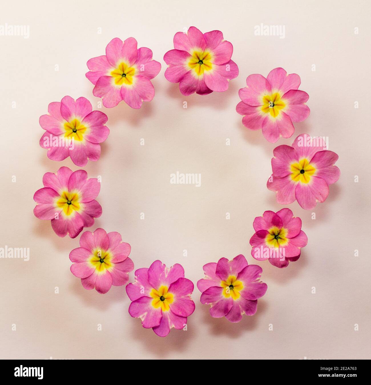 circular floral frame of pink primrose flowers with space for text ...