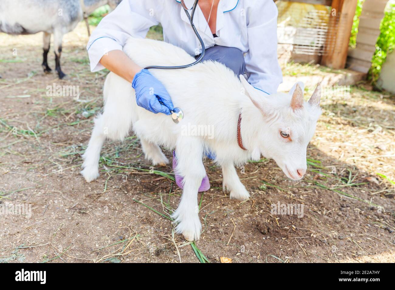 Young veterinarian woman with stethoscope holding and examining goat ...