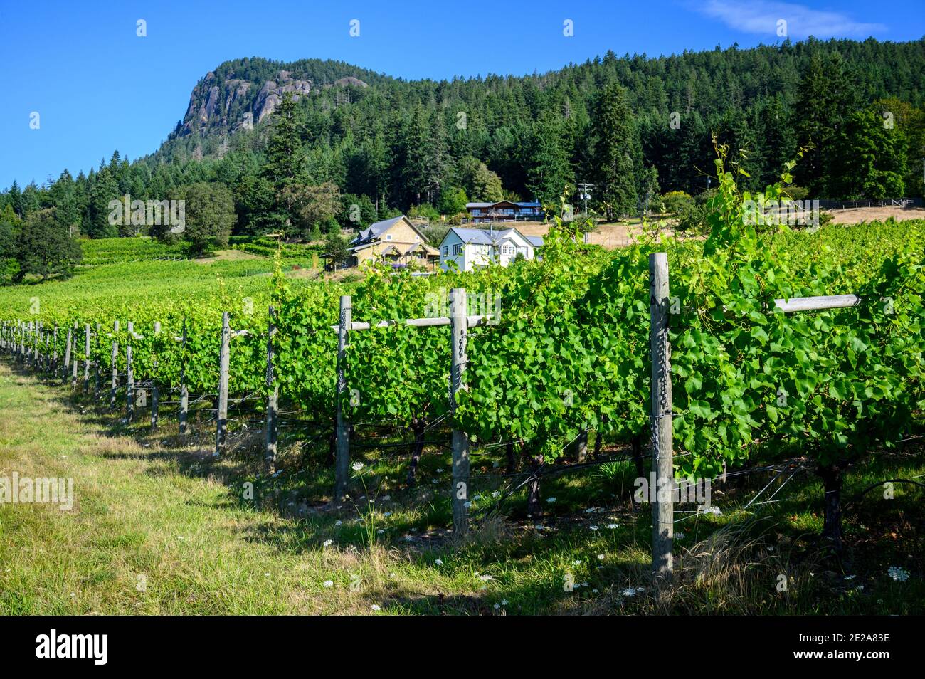 Landscape of a farm field surrounded by houses in Salt Spring Island ...