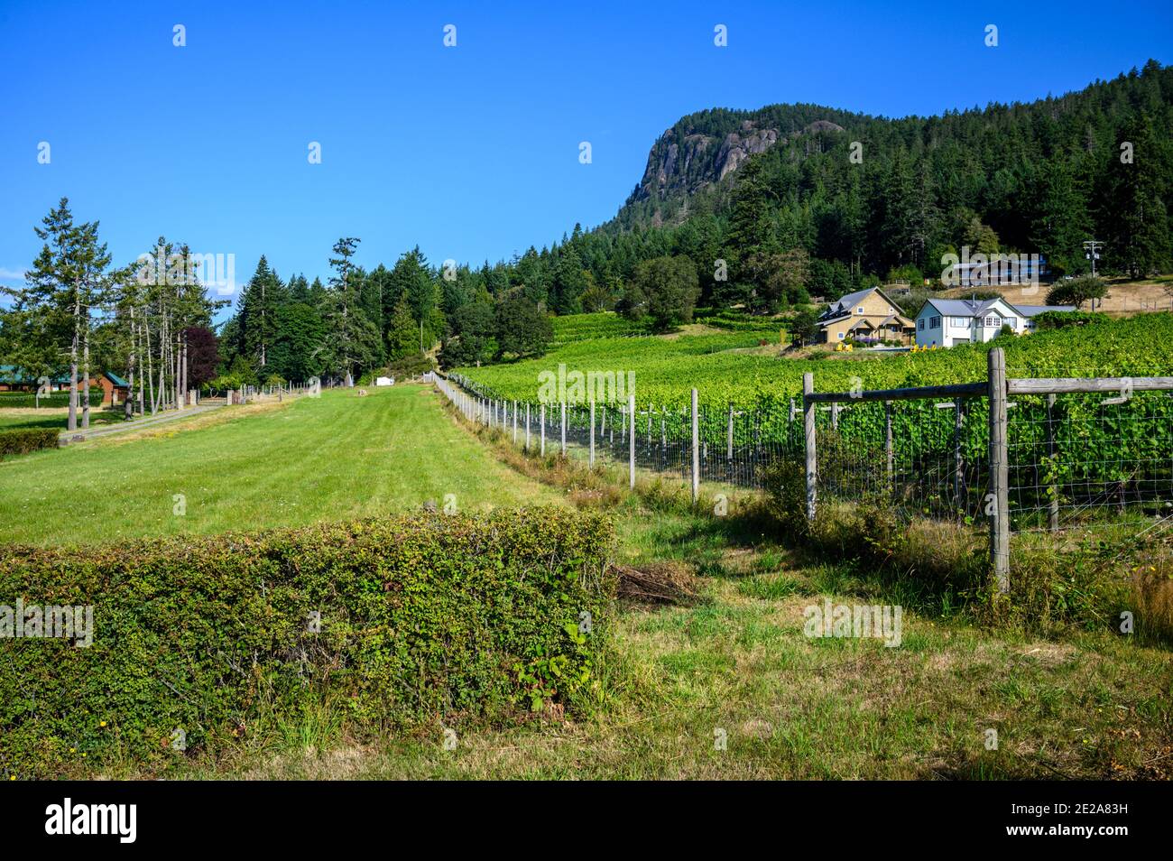 Landscape of a farm field surrounded by houses in Salt Spring Island ...