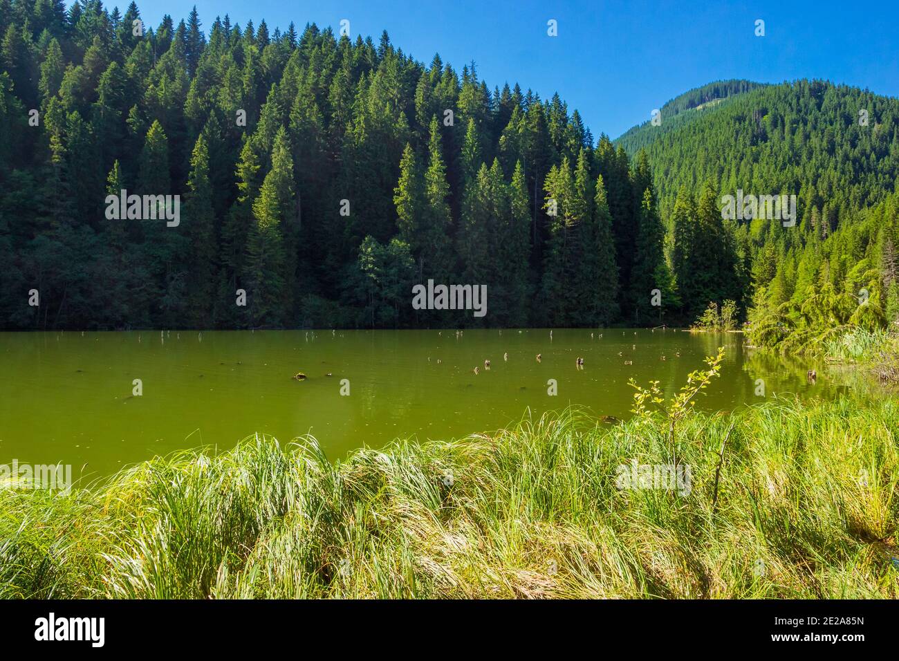Lacu Rosu, Red Lake in Romania Stock Photo - Alamy