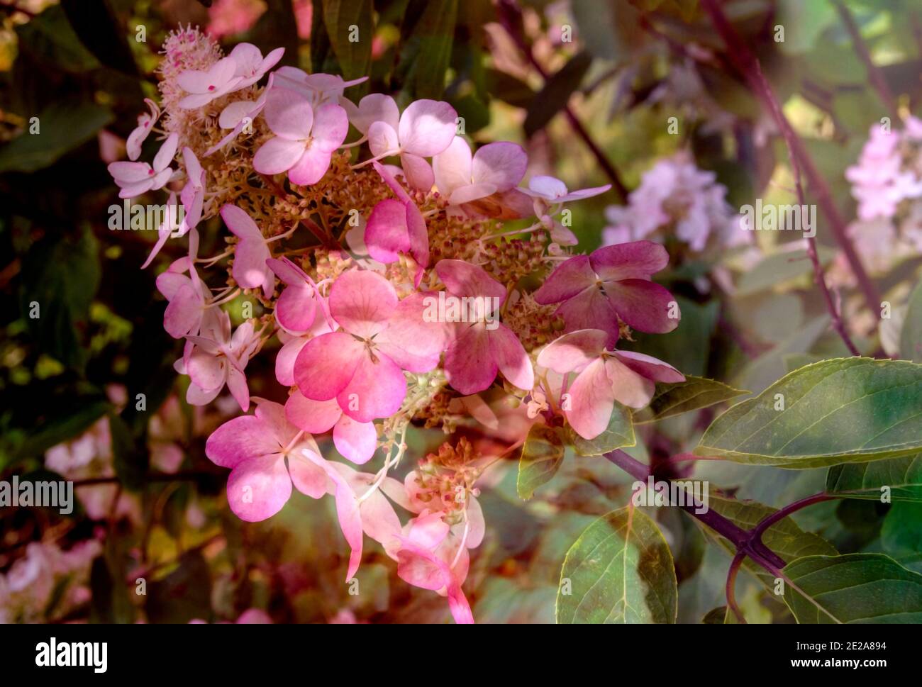 Deciduous evergreen shrub hi-res stock photography and images - Alamy