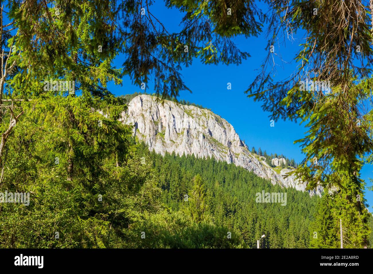 View of the mountain peak below the forest Stock Photo - Alamy
