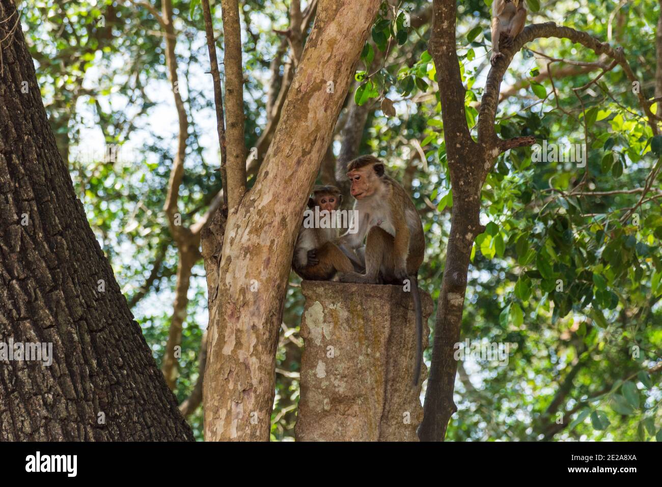 Toque macaque monkey, Macaca sinica, Sri Lanka Stock Photo - Alamy