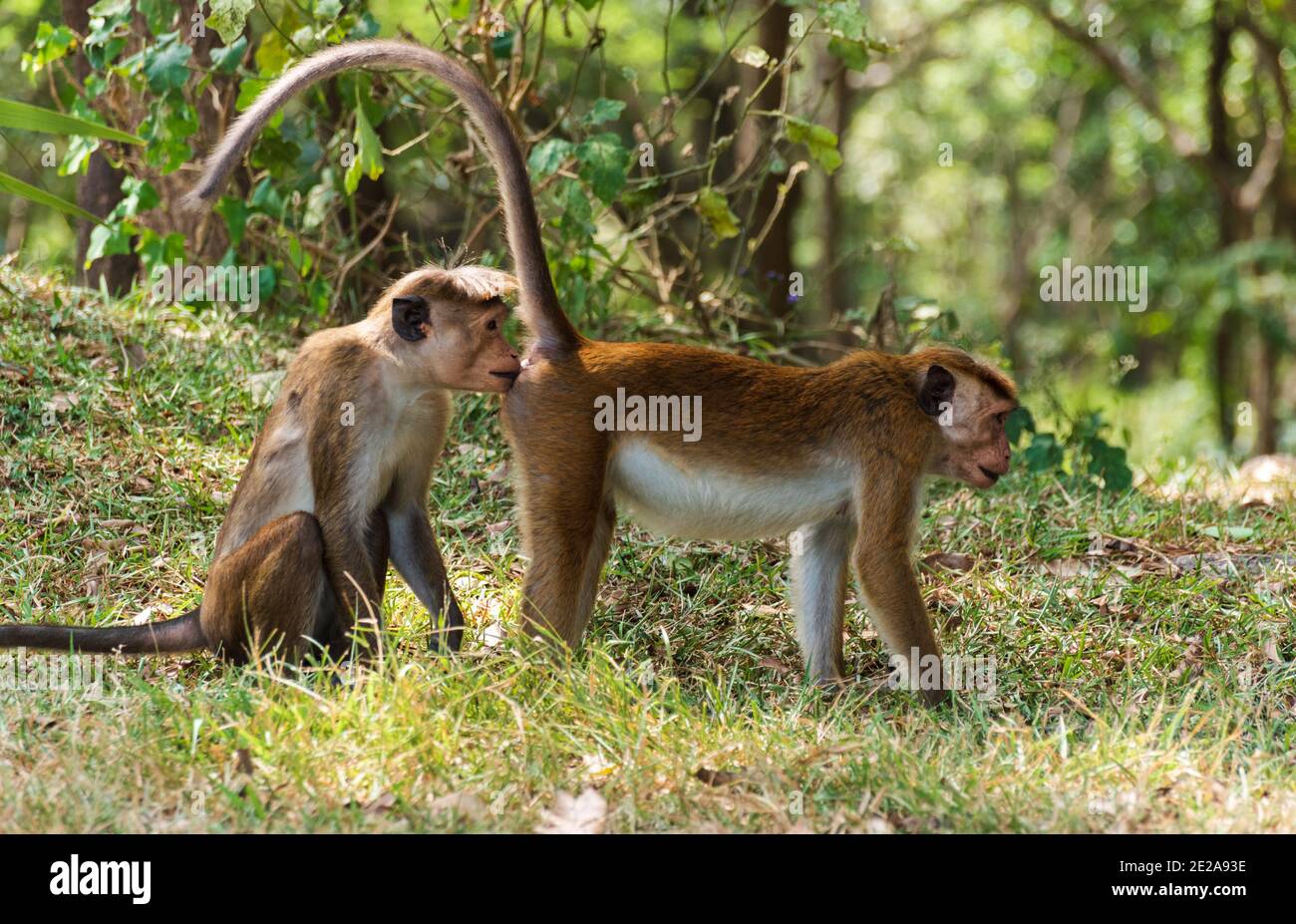 Toque macaque monkey, Macaca sinica, Sri Lanka Stock Photo - Alamy