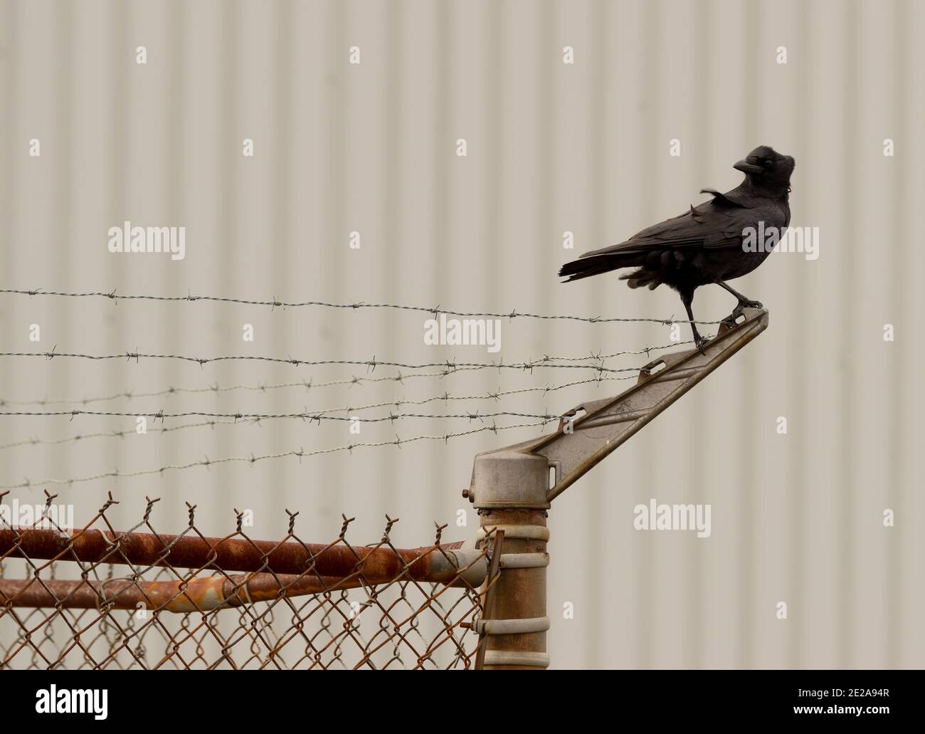 Raven fence hi-res stock photography and images - Alamy