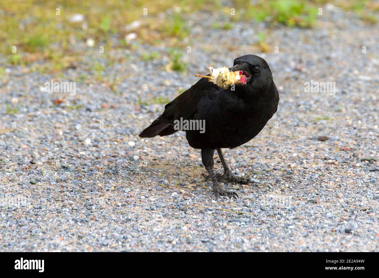 Crow eating hi-res stock photography and images - Alamy