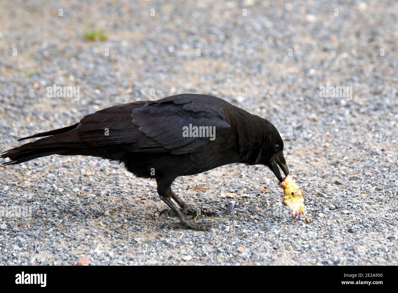 Crow eating hi-res stock photography and images - Alamy