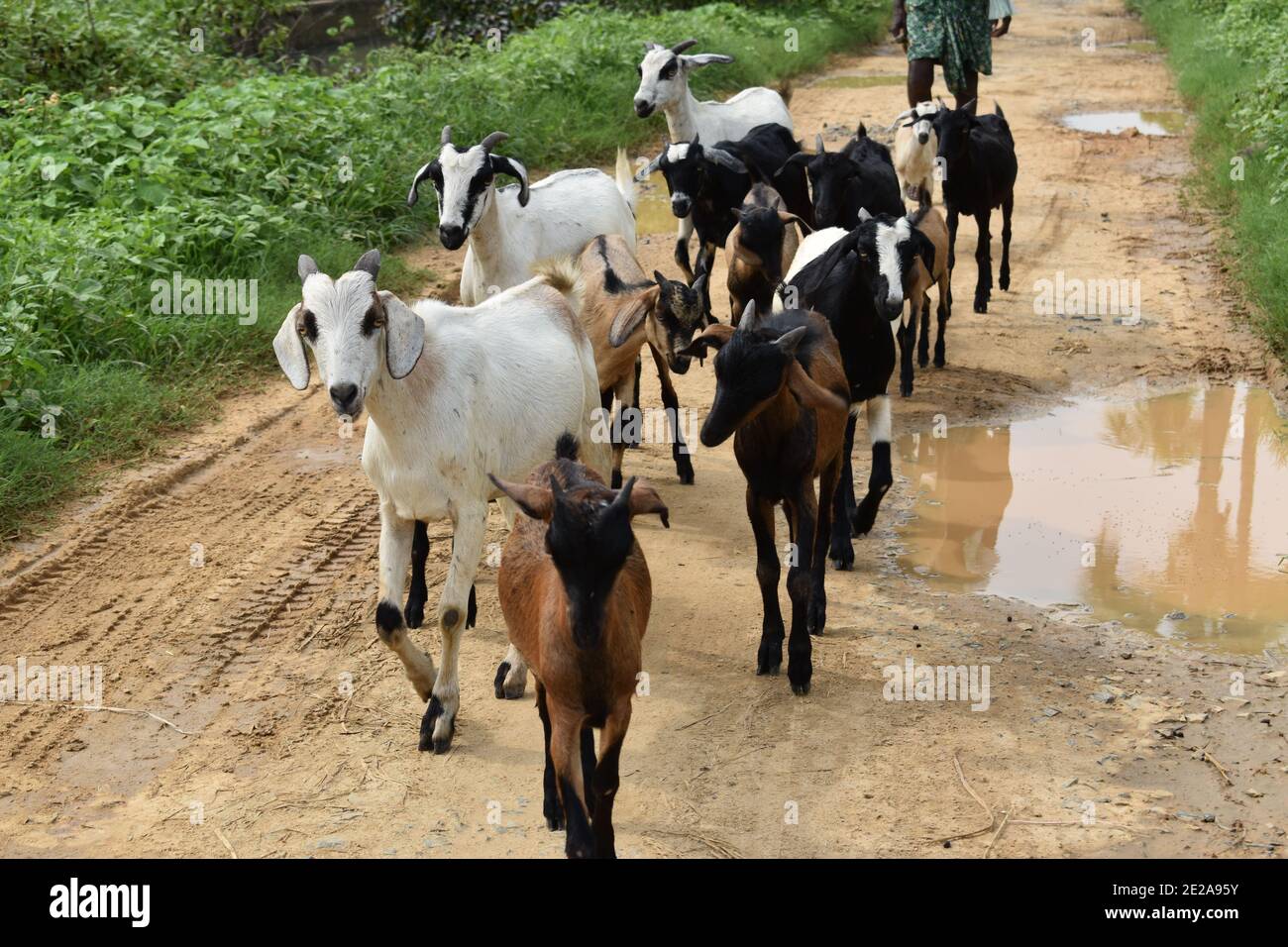 Group of goats hi-res stock photography and images - Alamy