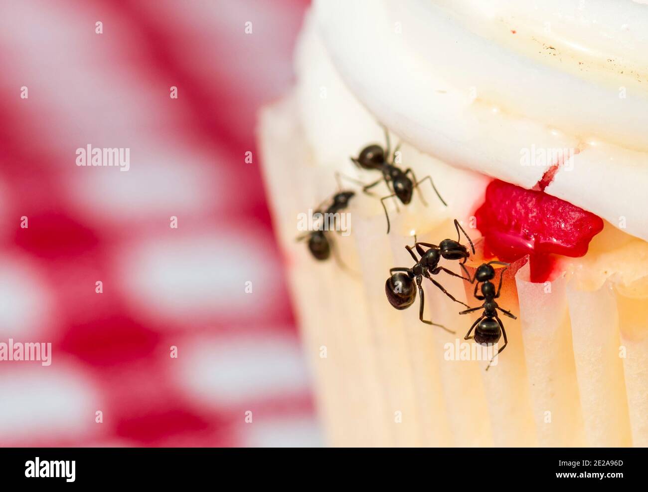 Cupcake insects hi-res stock photography and images - Alamy