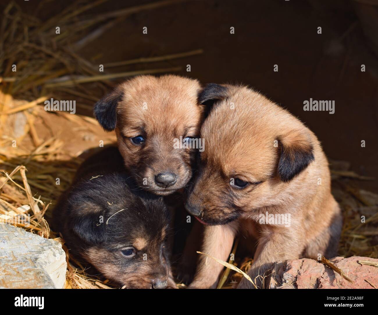 Selective focus shot german shepherd hi-res stock photography and ...