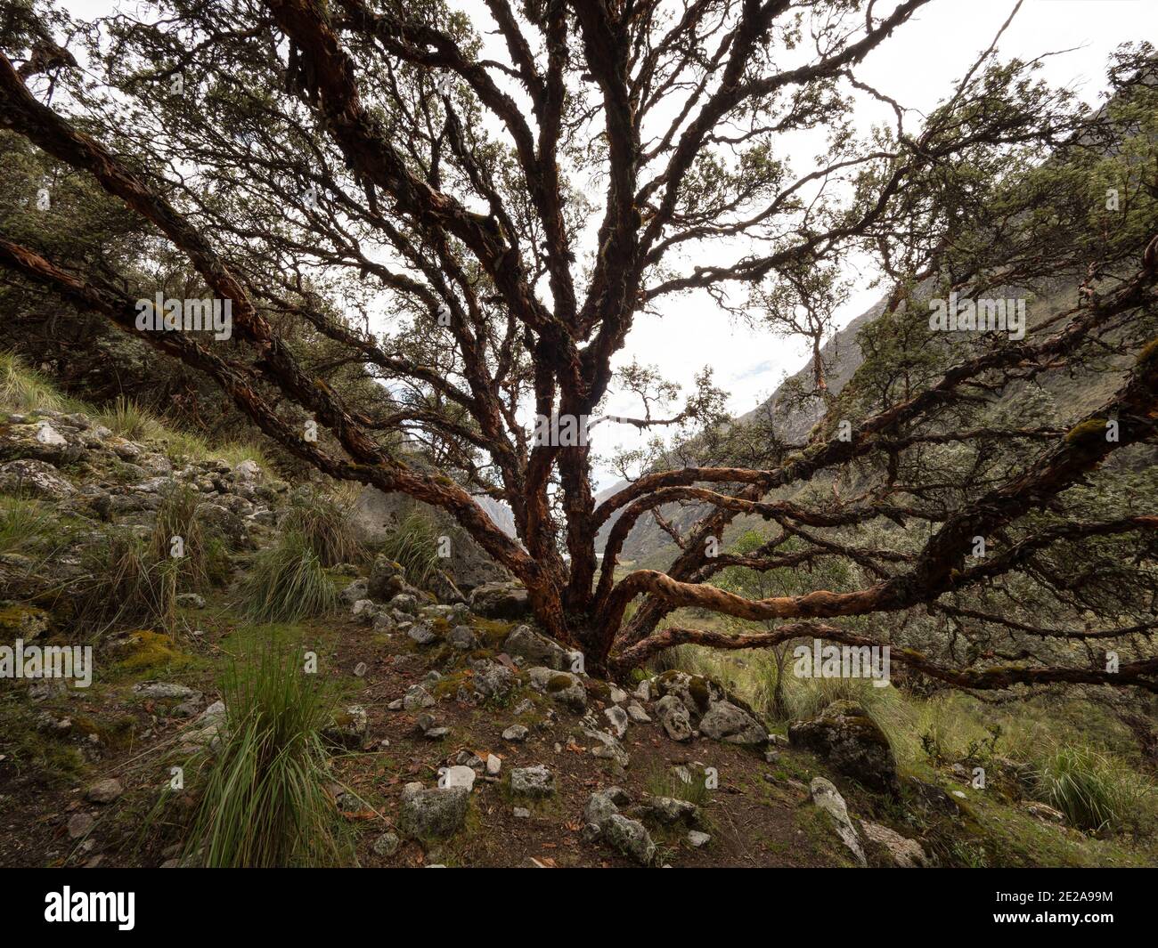 Panorama view of polylepis tree andean mountain landscape valley near ...