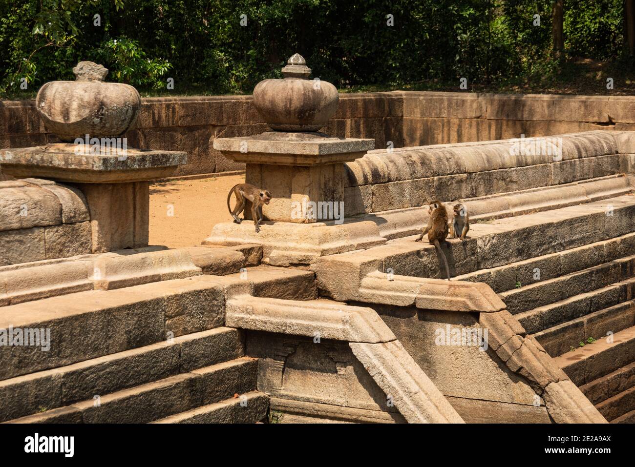 Toque macaque monkey, Macaca sinica, Sri Lanka. Monkeys playing in ...