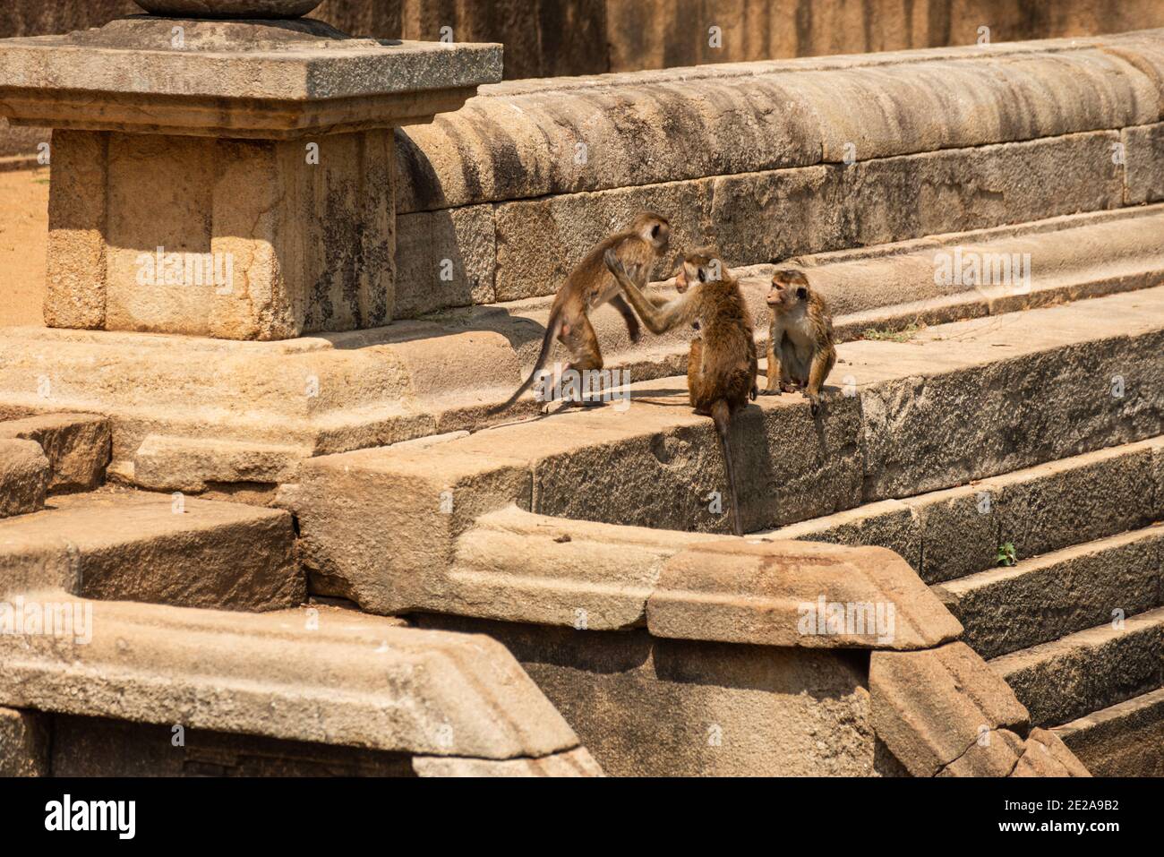 Toque macaque monkey, Macaca sinica, Sri Lanka. Monkeys playing in ...