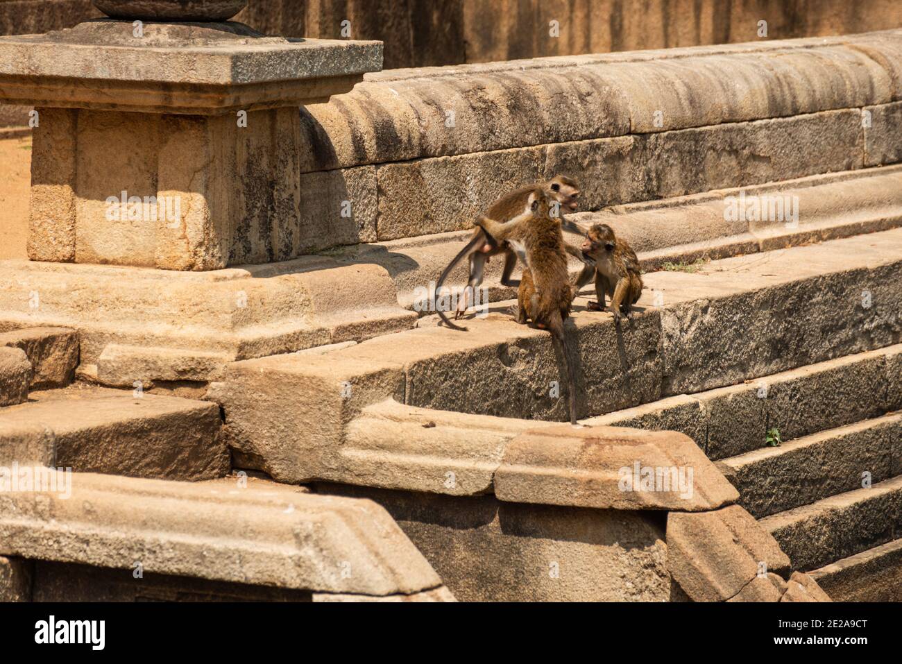 Toque macaque monkey, Macaca sinica, Sri Lanka. Monkeys playing in ...