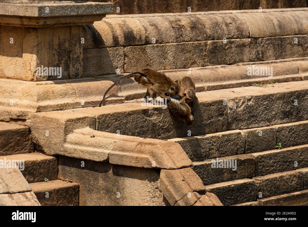 Toque macaque monkey, Macaca sinica, Sri Lanka. Monkeys playing in ...