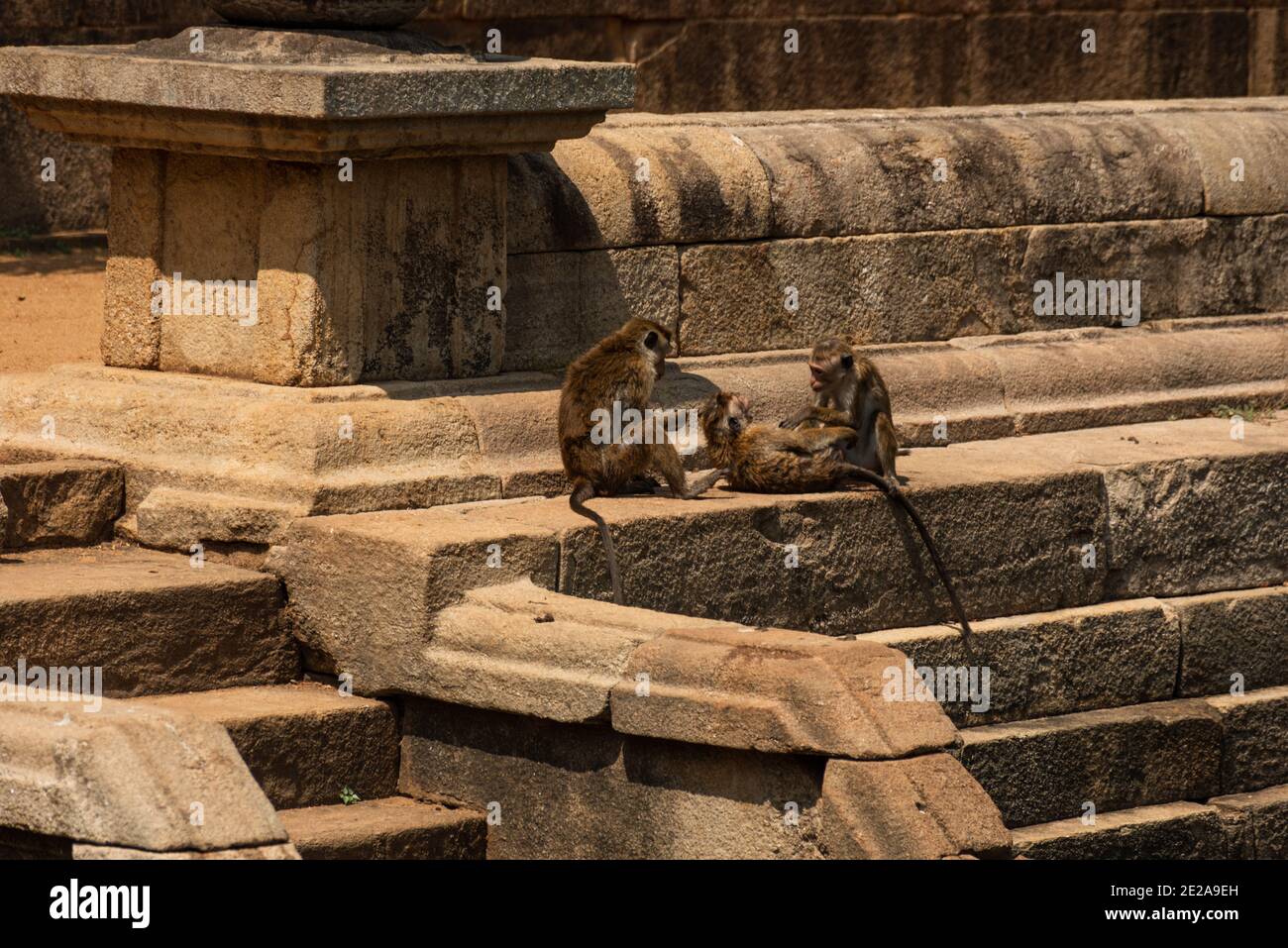Toque macaque monkey, Macaca sinica, Sri Lanka. Monkeys playing in ...