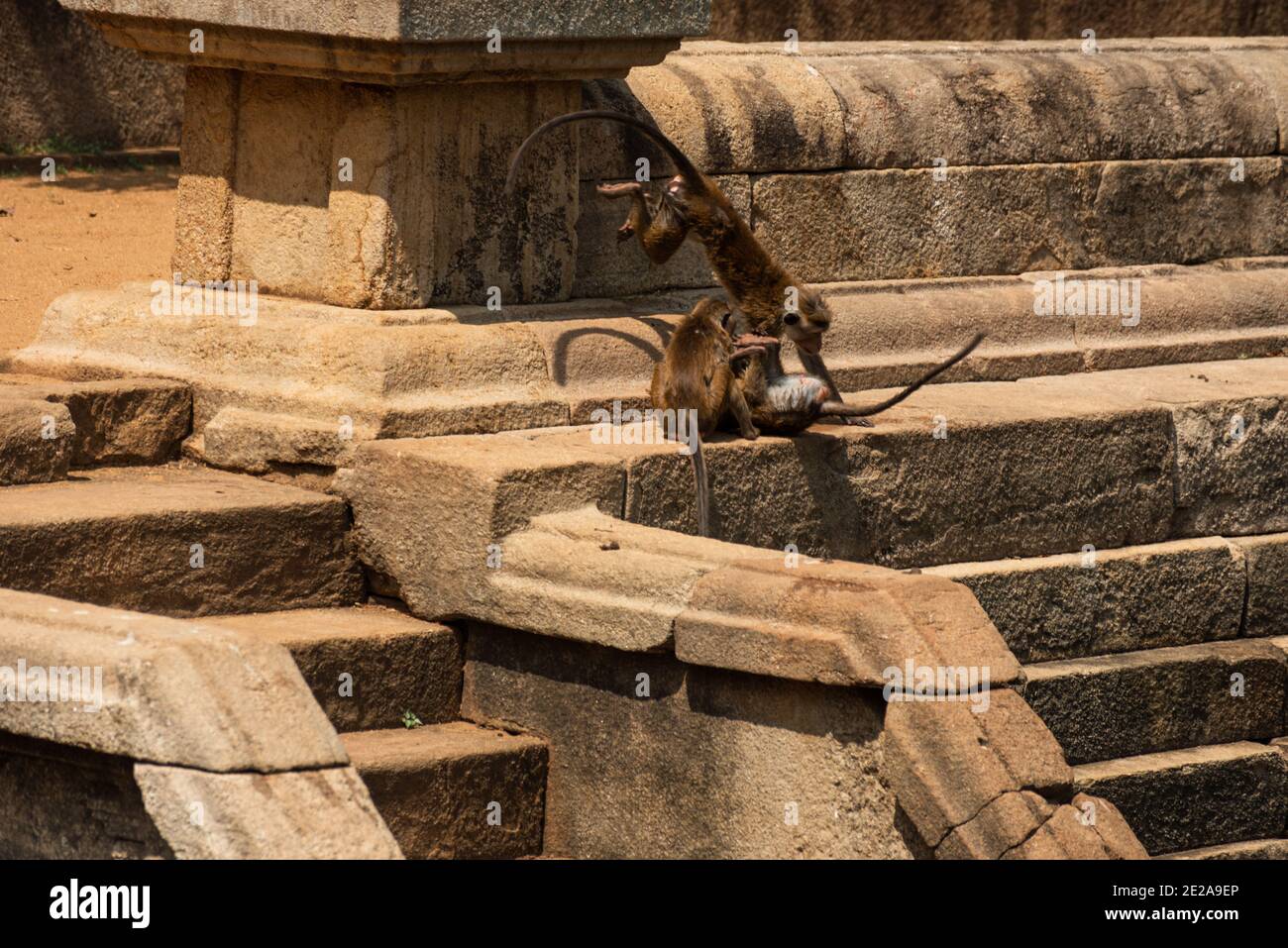 Toque macaque monkey, Macaca sinica, Sri Lanka. Monkeys playing in ...