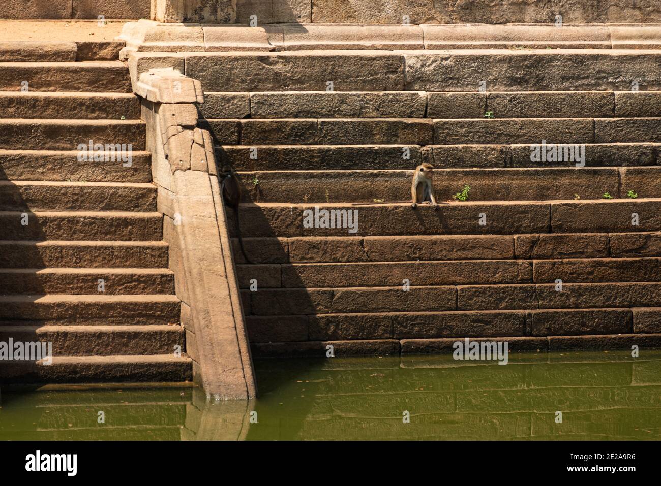 Toque macaque monkey, Macaca sinica, Sri Lanka. Monkeys playing in ...