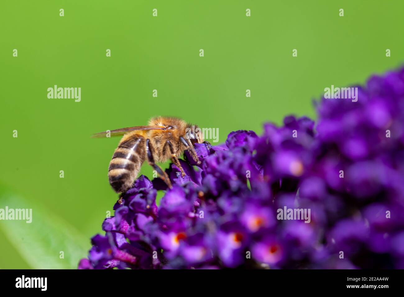 honey bee collecting pollen on a purple buddleja flower in blur ...