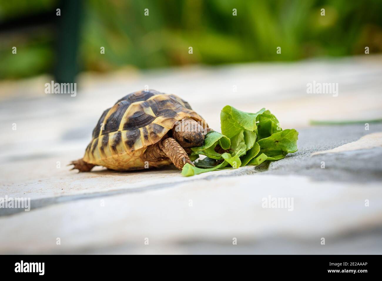 What Do Baby Pet Turtles Eat