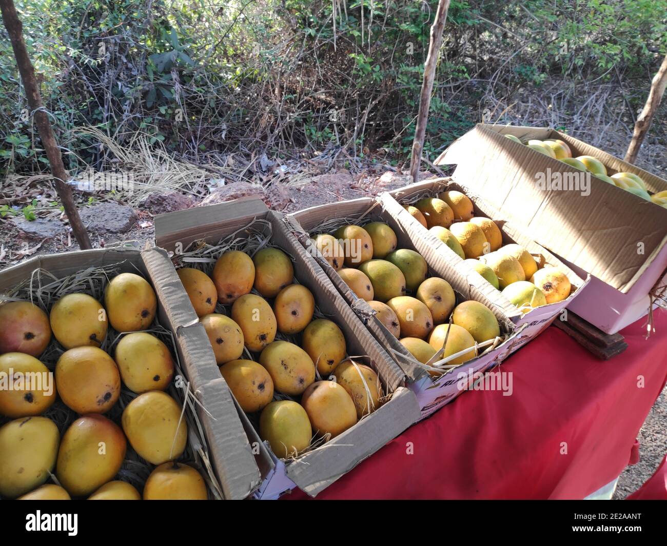 Group of yellow-green sweet Alphonso mangoes packed in a paper box for ...