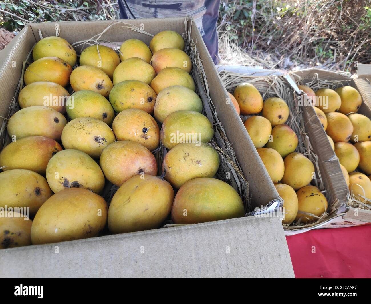 Alphonso mango box hi-res stock photography and images - Alamy