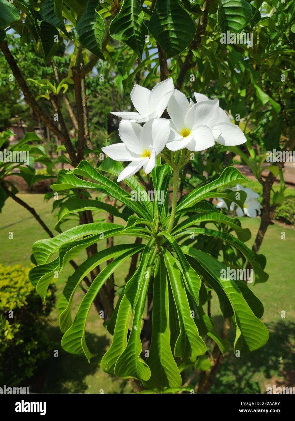 Champa flower hi-res stock photography and images - Alamy