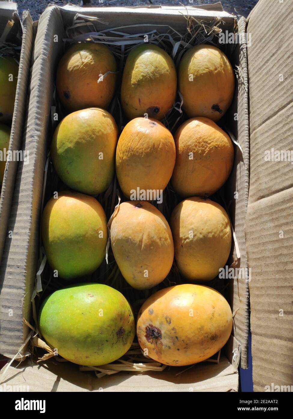 Group of yellow-green sweet Alphonso mangoes packed in a paper box for ...