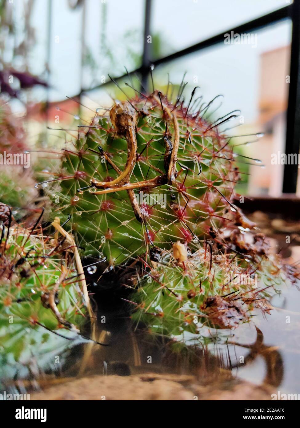 Vertical shot of a cactus ball with thorns in a pot filled with water ...