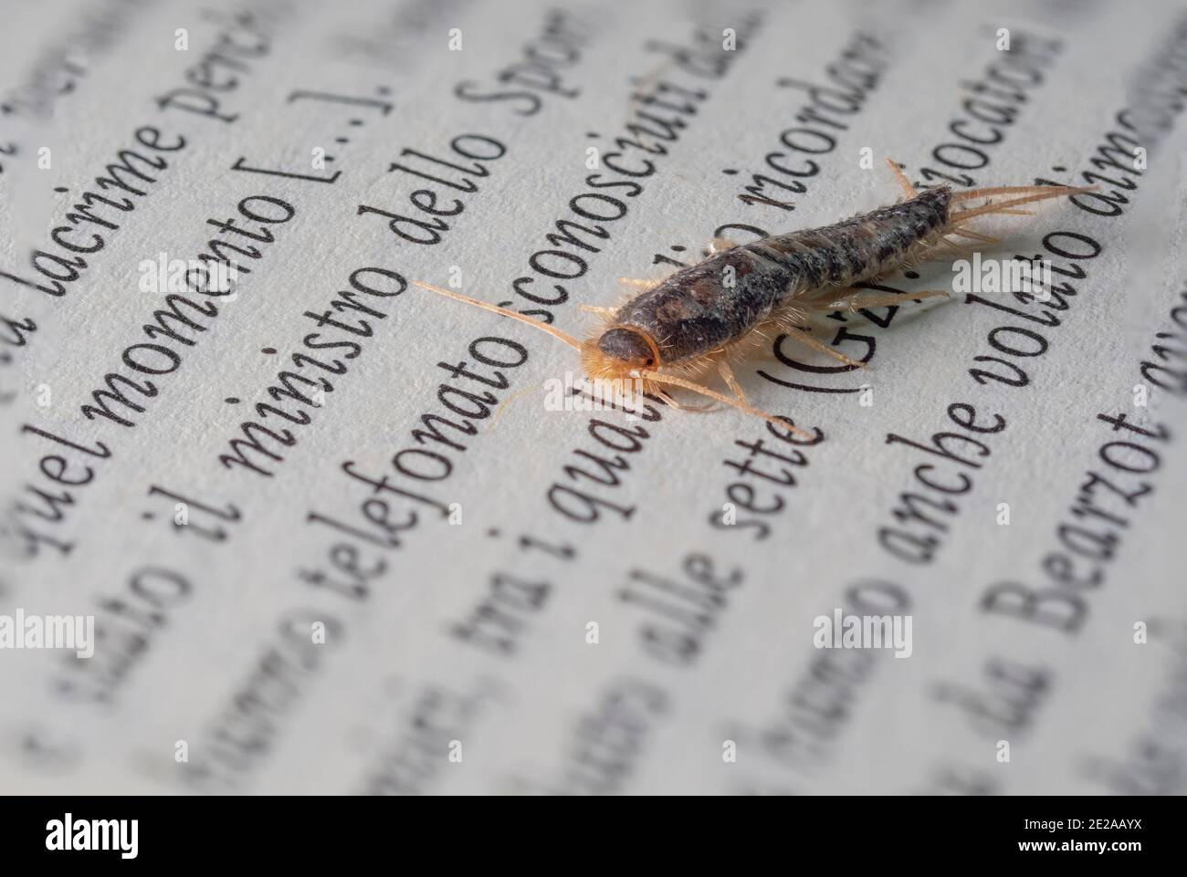 Lepisma saccharina, macro photo of a silverfish on a book, Italy Stock ...