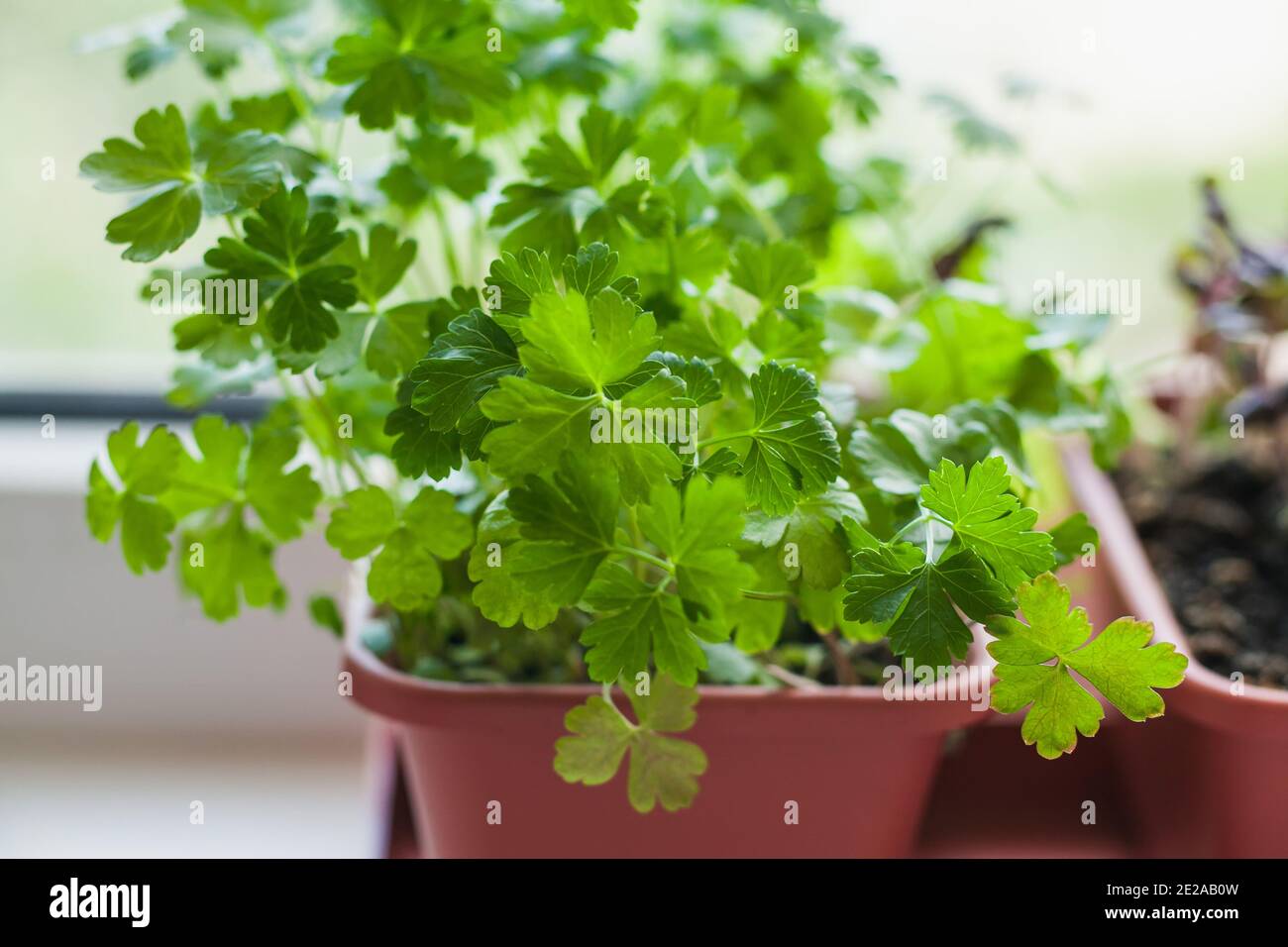 Parsley plant pot windowsill hi-res stock photography and images - Alamy