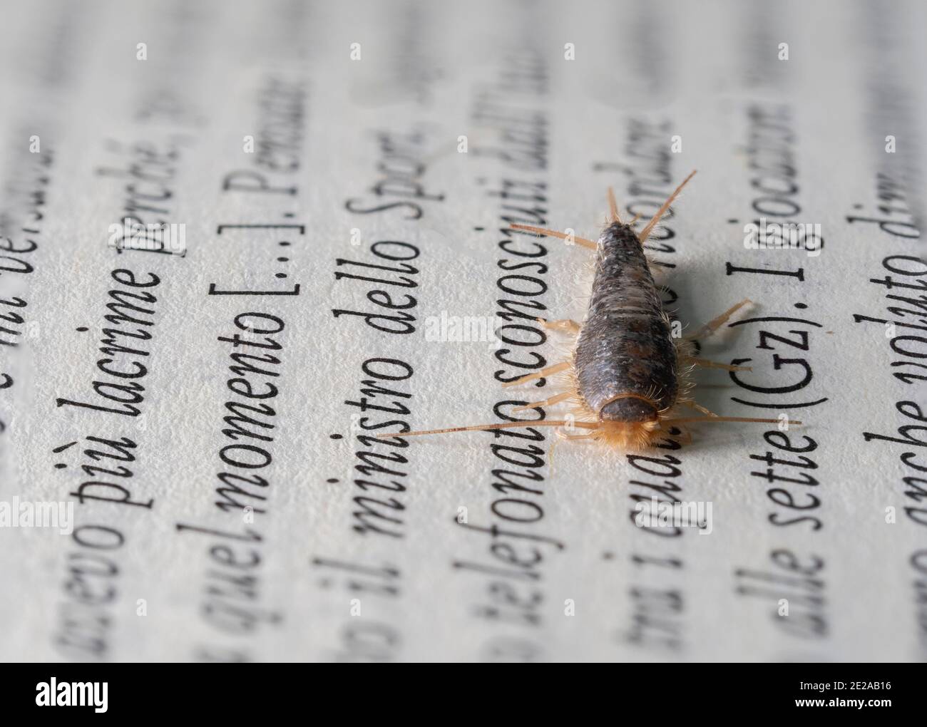 Lepisma saccharina, macro photo of a silverfish on a book, Italy Stock ...