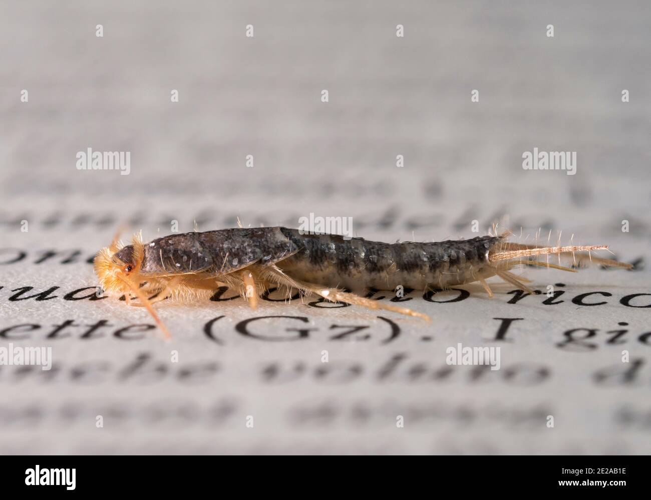 Lepisma saccharina, macro photo of a silverfish on a book, Italy Stock ...