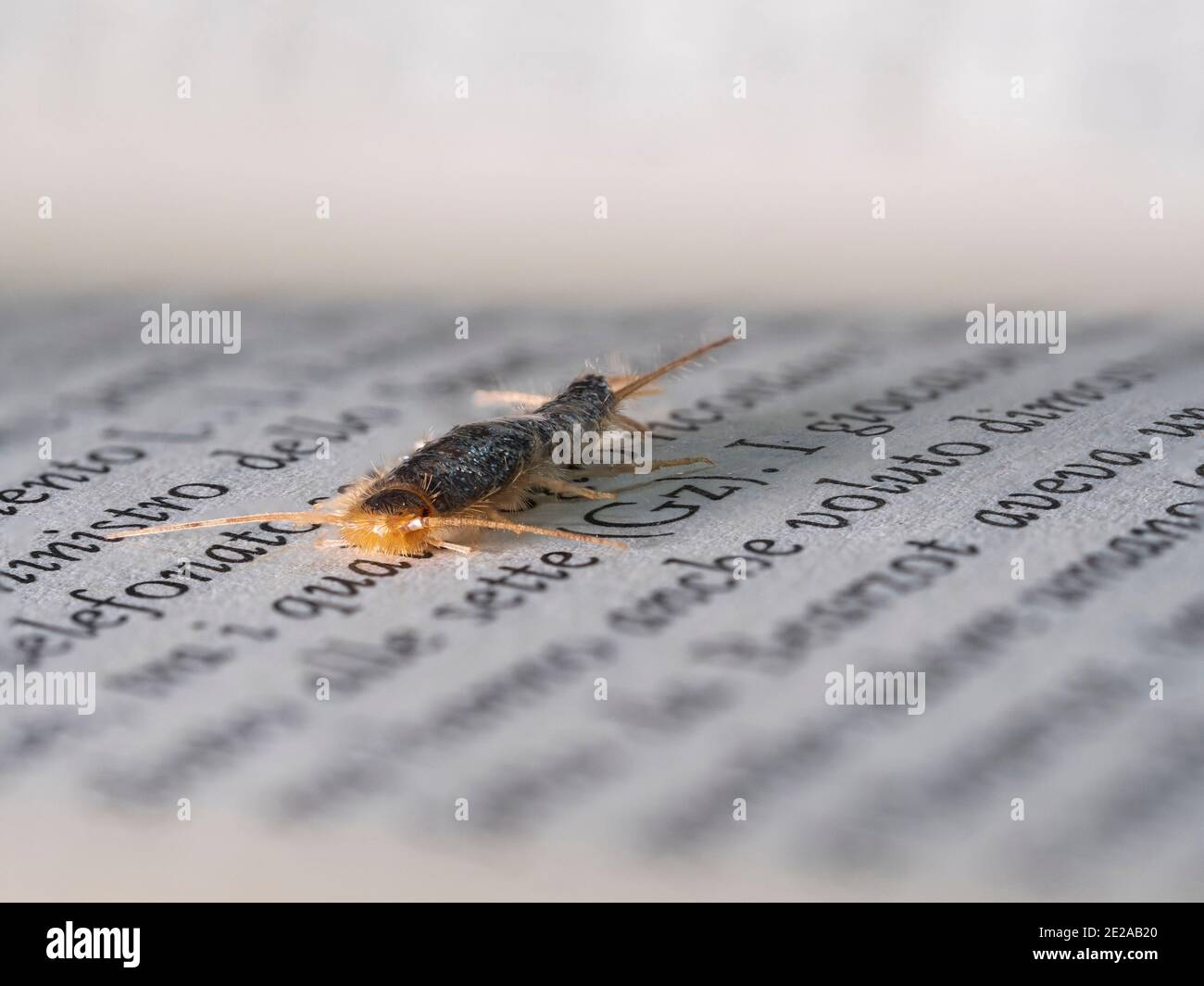 Lepisma saccharina, macro photo of a silverfish on a book, Italy Stock ...