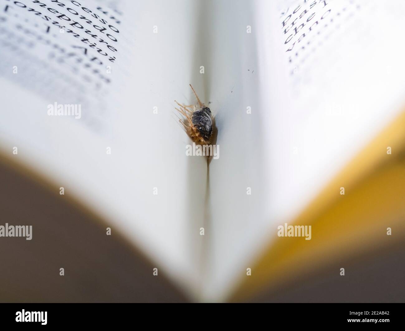 Lepisma saccharina, macro photo of a silverfish on a book, Italy Stock ...