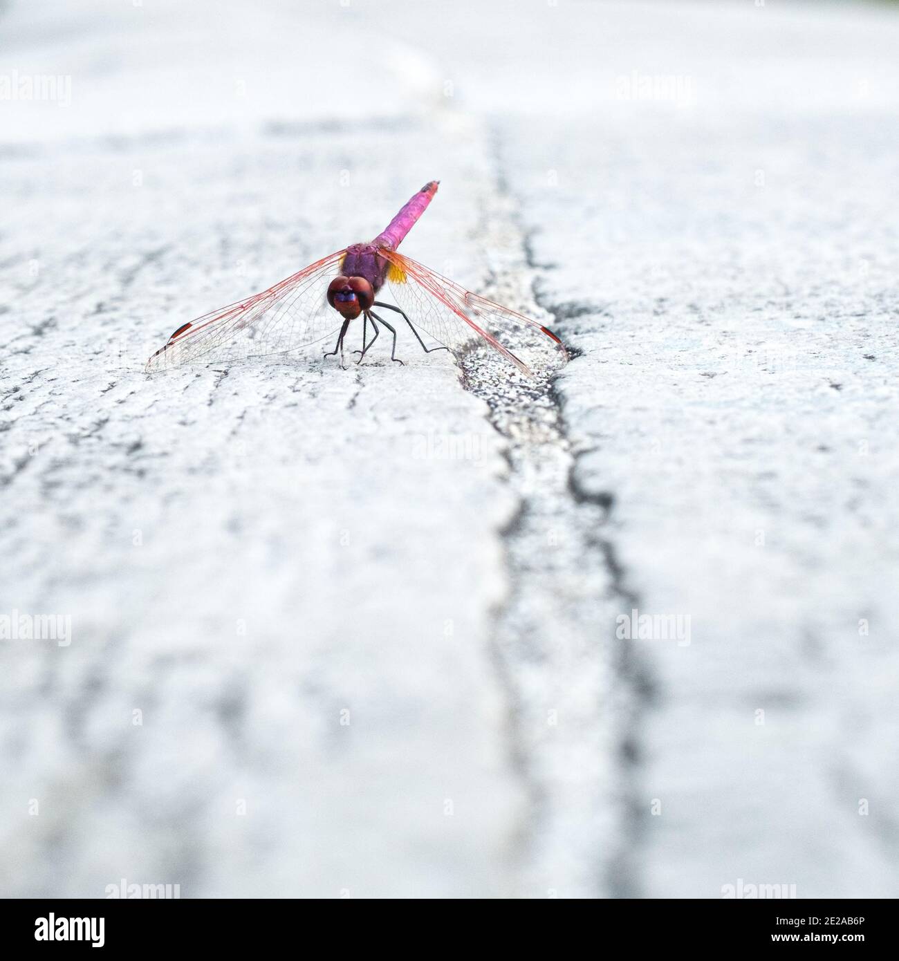 Purple dragonfly settled on white stone Stock Photo - Alamy