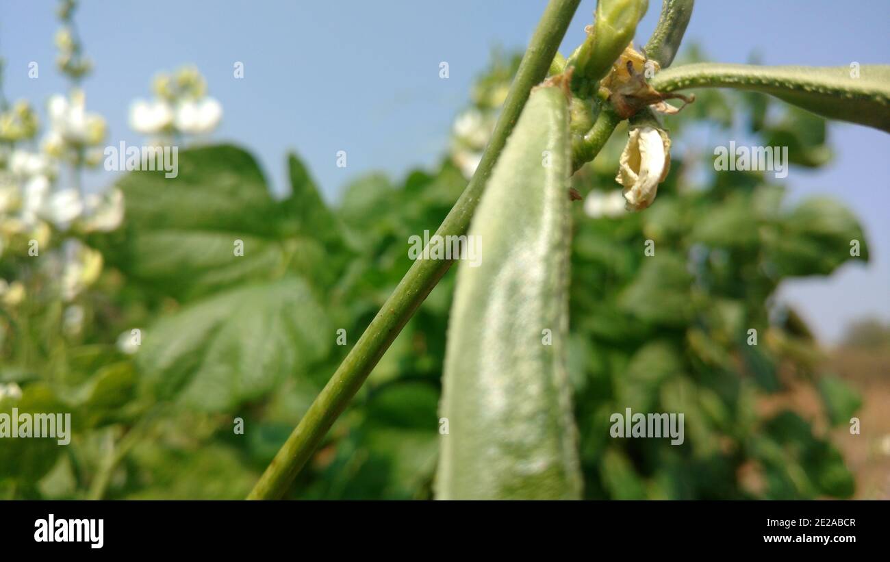 Closeup shot of common bean grown in an Indian village field Stock ...