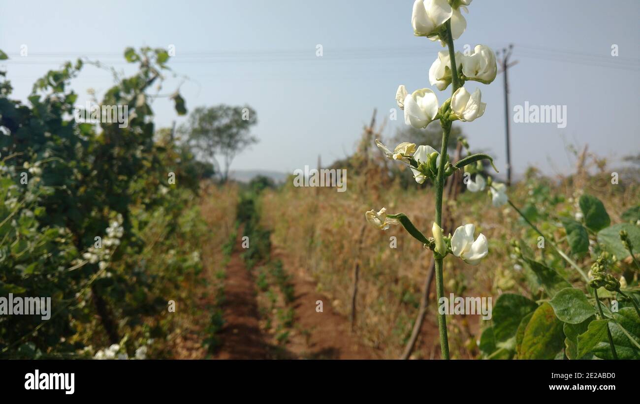 Common bean hi-res stock photography and images - Alamy