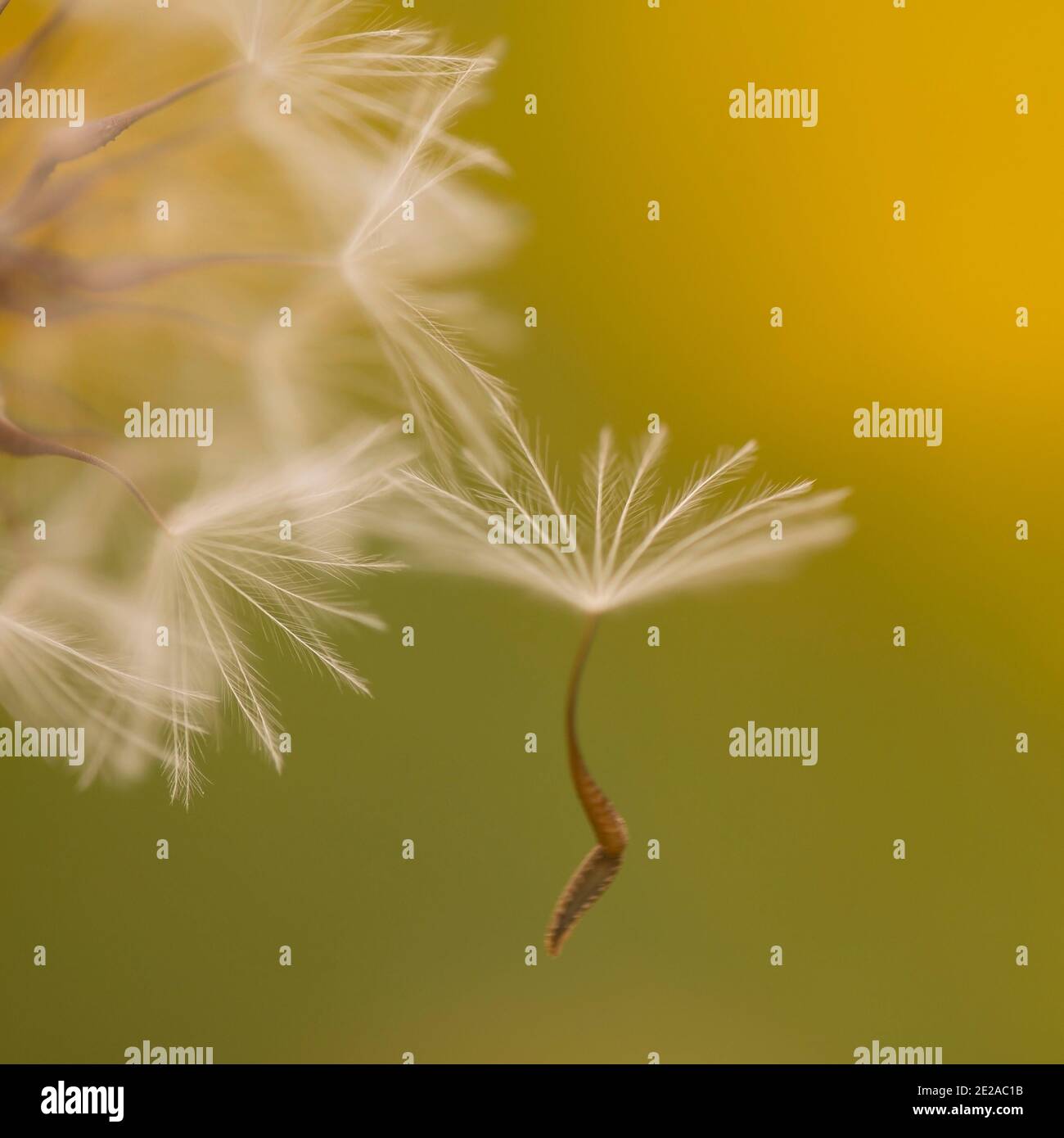 The seed head of a Crepis palaestina. one seed is detached Photographed ...