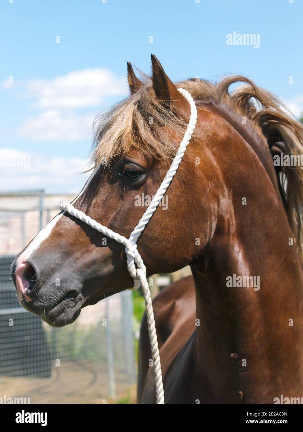 Welsh pony section d hi-res stock photography and images - Alamy