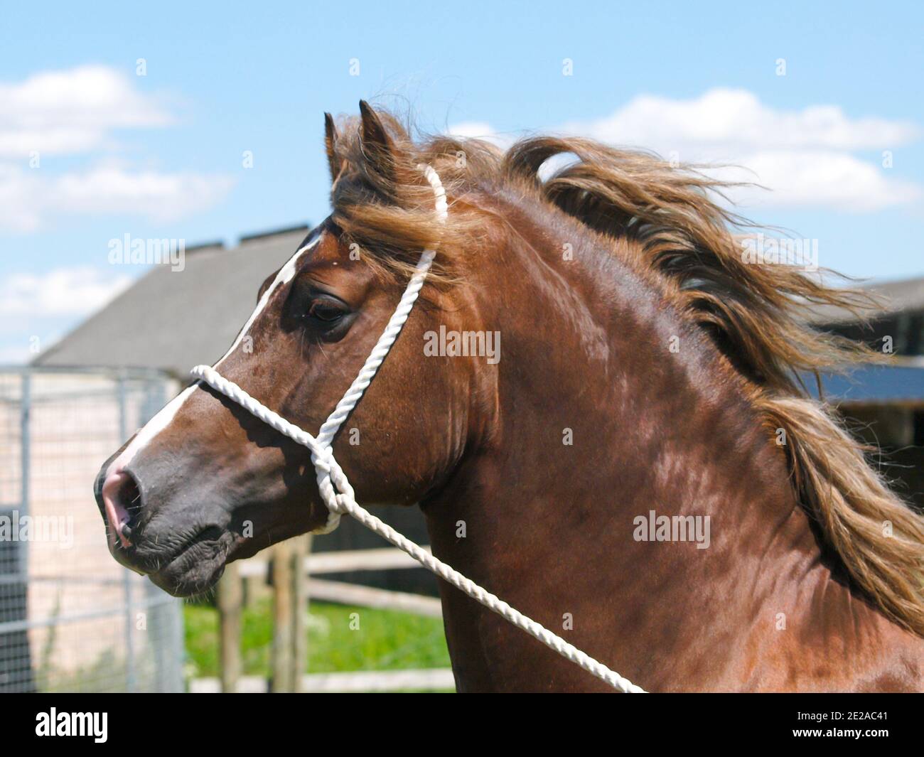 Welsh pony section d hi-res stock photography and images - Alamy