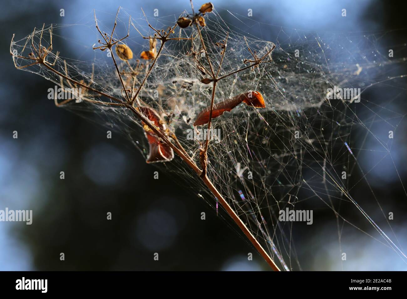 Spider web over the bush Stock Photo - Alamy