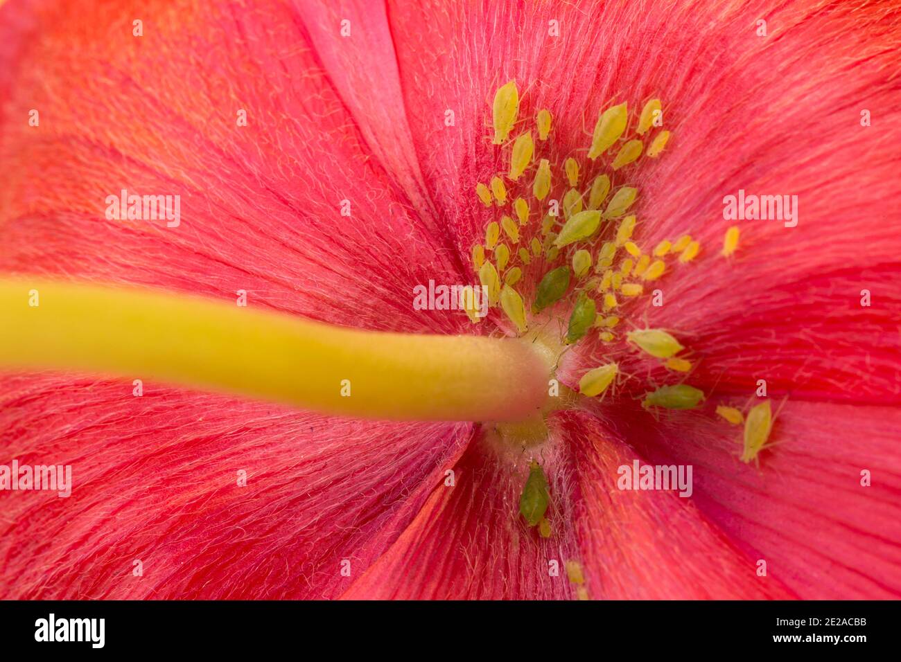 Aphids (greenfly on a red wild flower. Known as plant lice, aphids are ...