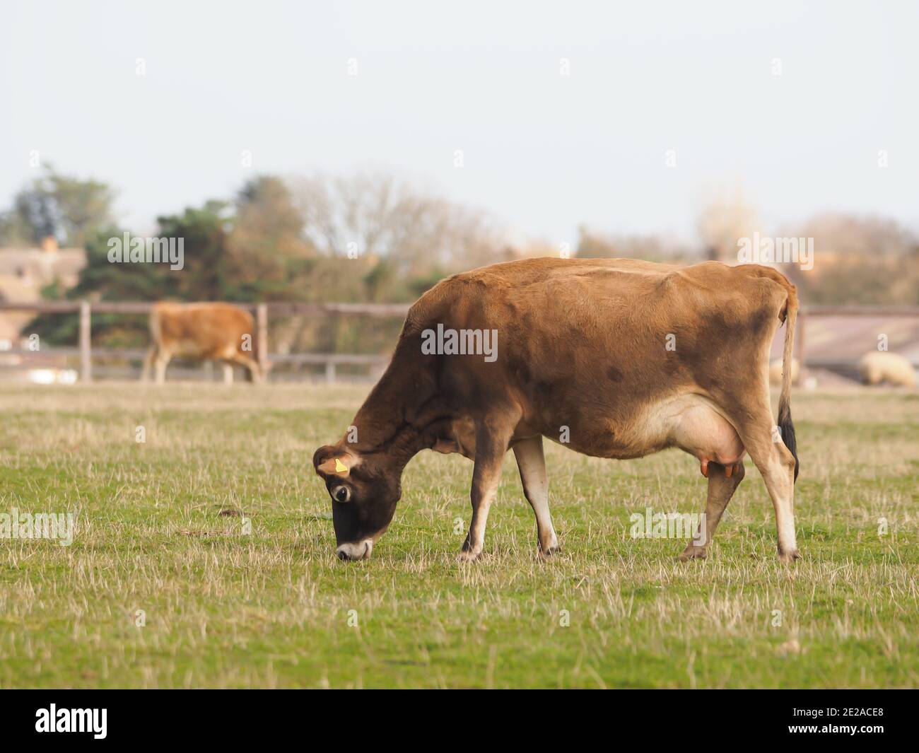 Small dairy cattle hi-res stock photography and images - Alamy
