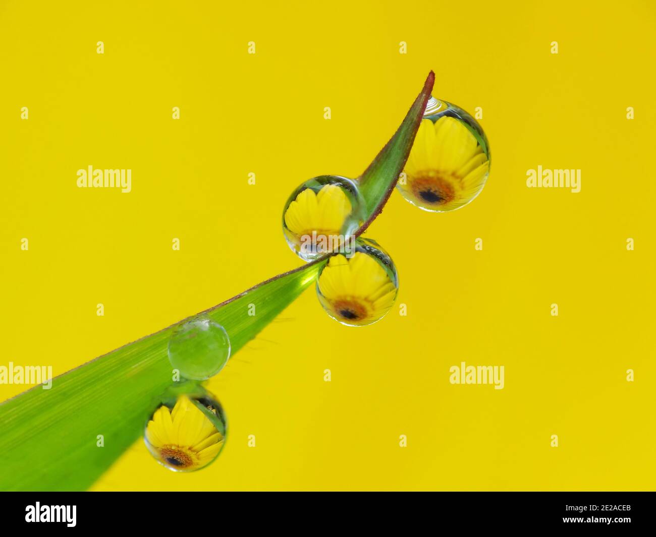 Dew drops on the grass in early morning Stock Photo - Alamy